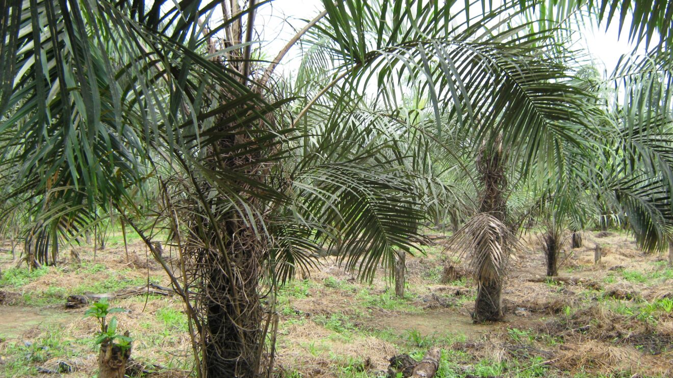 Raphia and other Palm Research - NIFOR