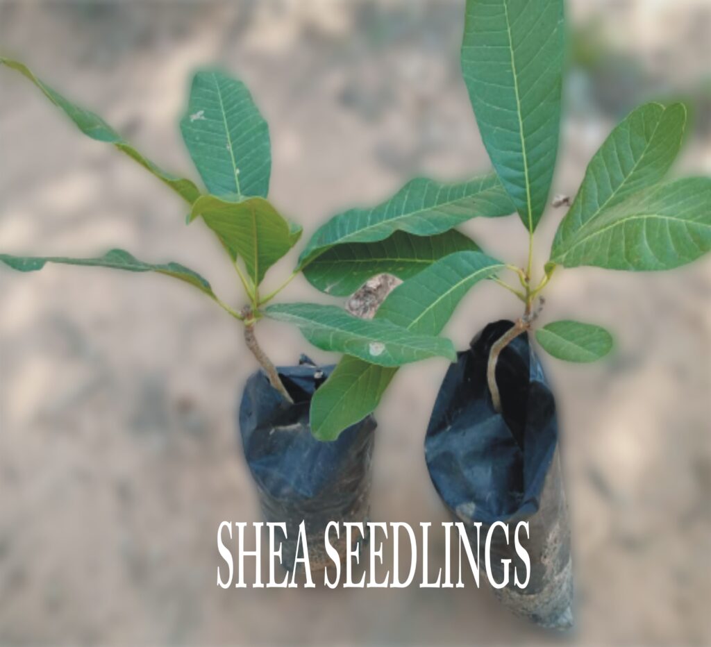 Shea Tree Seedlings - NIFOR